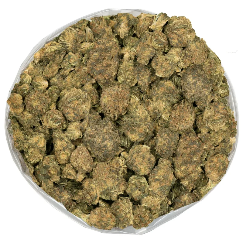 White Gold Strain Canada – Hybrid with Excellent Potency